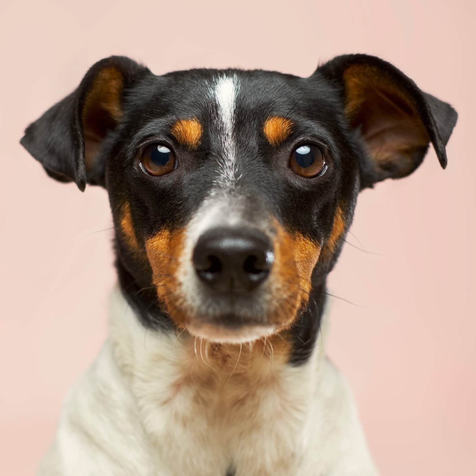 Chipnummer hond overschrijven doe je veilig & snel bij Petlook - Petlook