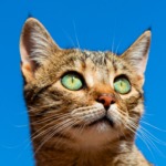 Chipnummer hond overschrijven doe je veilig & snel bij Petlook - Petlook