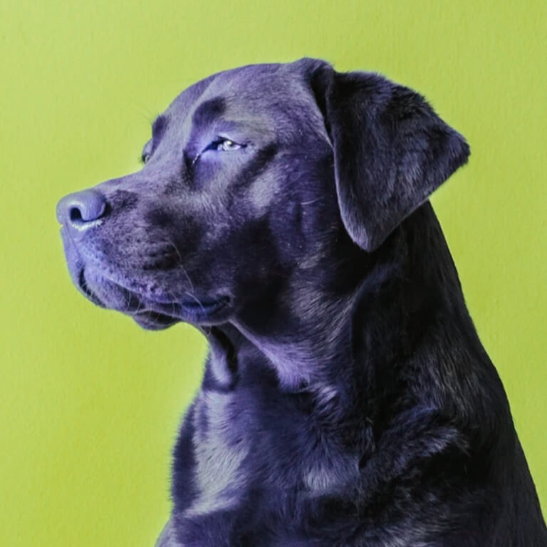 Chipnummer hond overschrijven doe je veilig & snel bij Petlook - Petlook