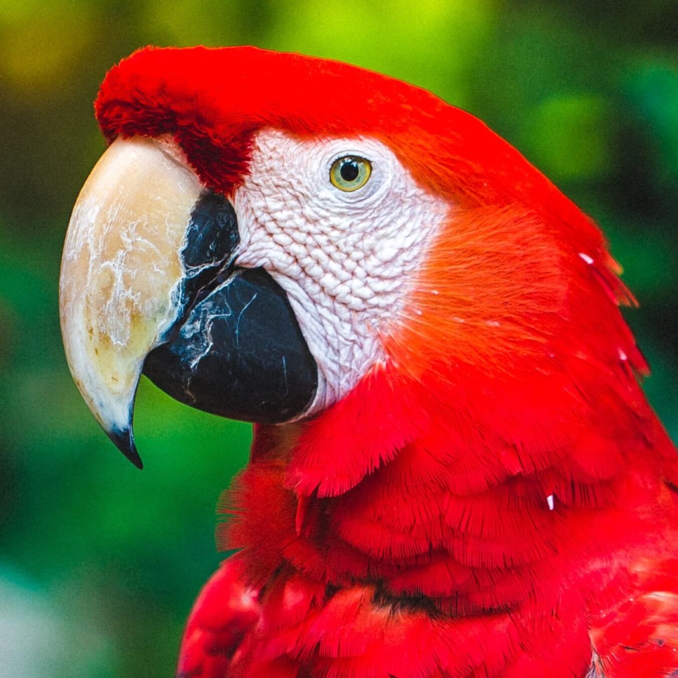 Chipnummer hond overschrijven doe je veilig & snel bij Petlook - Petlook