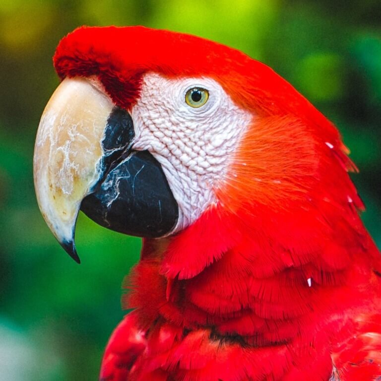 Chipnummer hond overschrijven doe je veilig & snel bij Petlook - Petlook