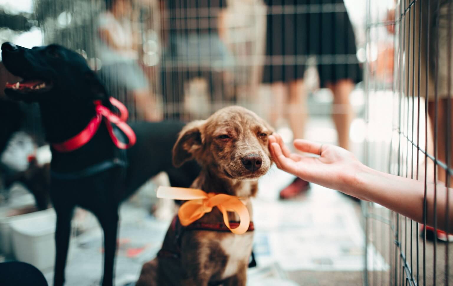 Hond kopen of verkopen - Petlook