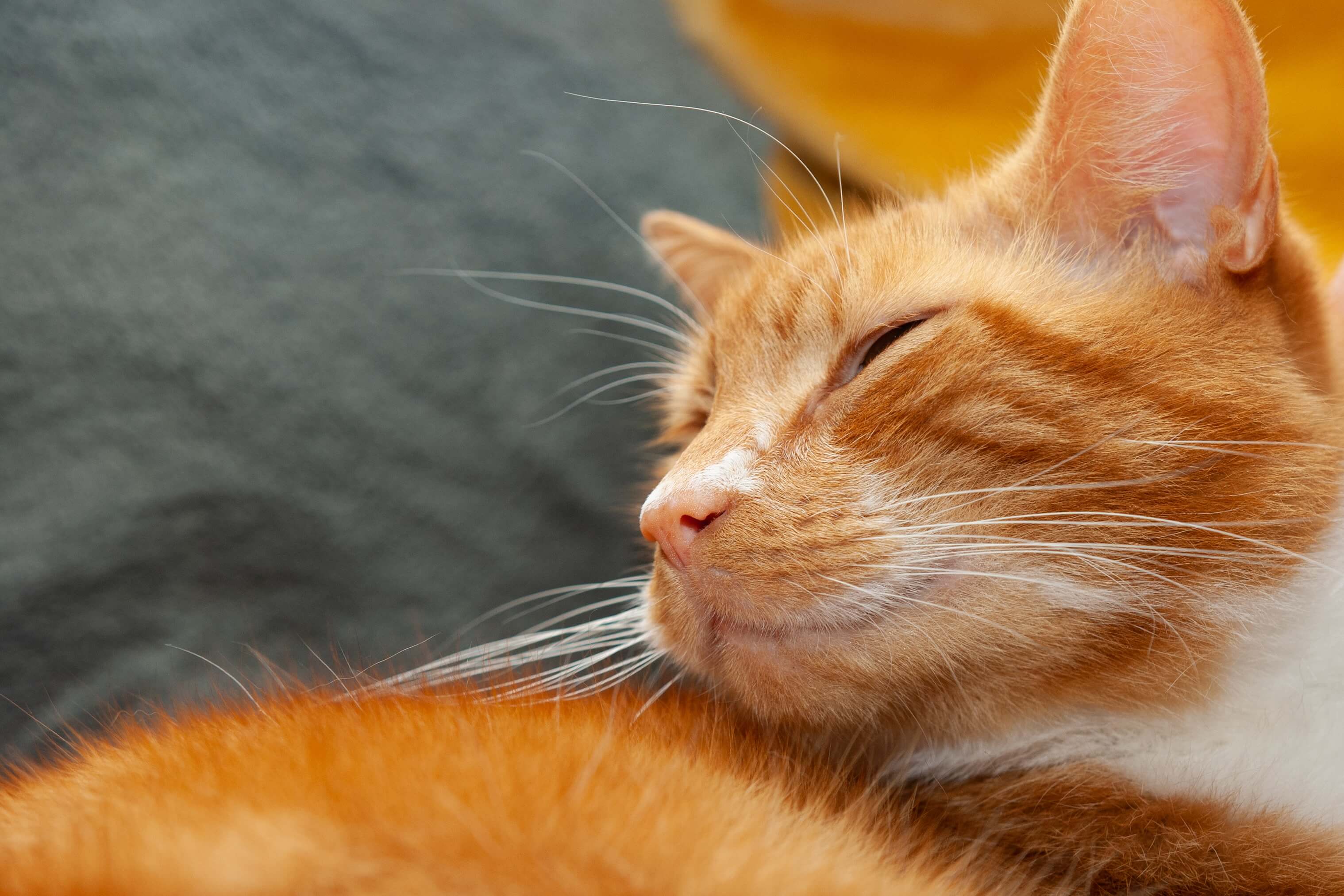 De top-3 goede voornemens voor het verwezenlijken van een gelukkige kat ... De top-3 goede voornemens voor het verwezenlijken van een gelukkige kat ...